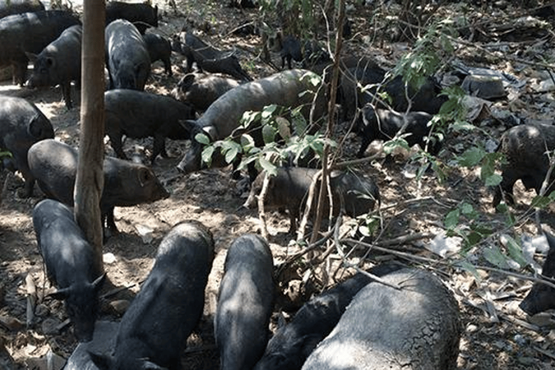 Feral pig herd raiding villages in Thailand | South China Morning Post