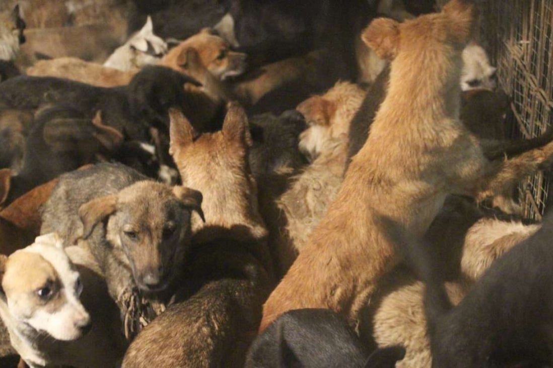 Pets, not food: Taiwan to ban eating, selling of dog and cat meat ...