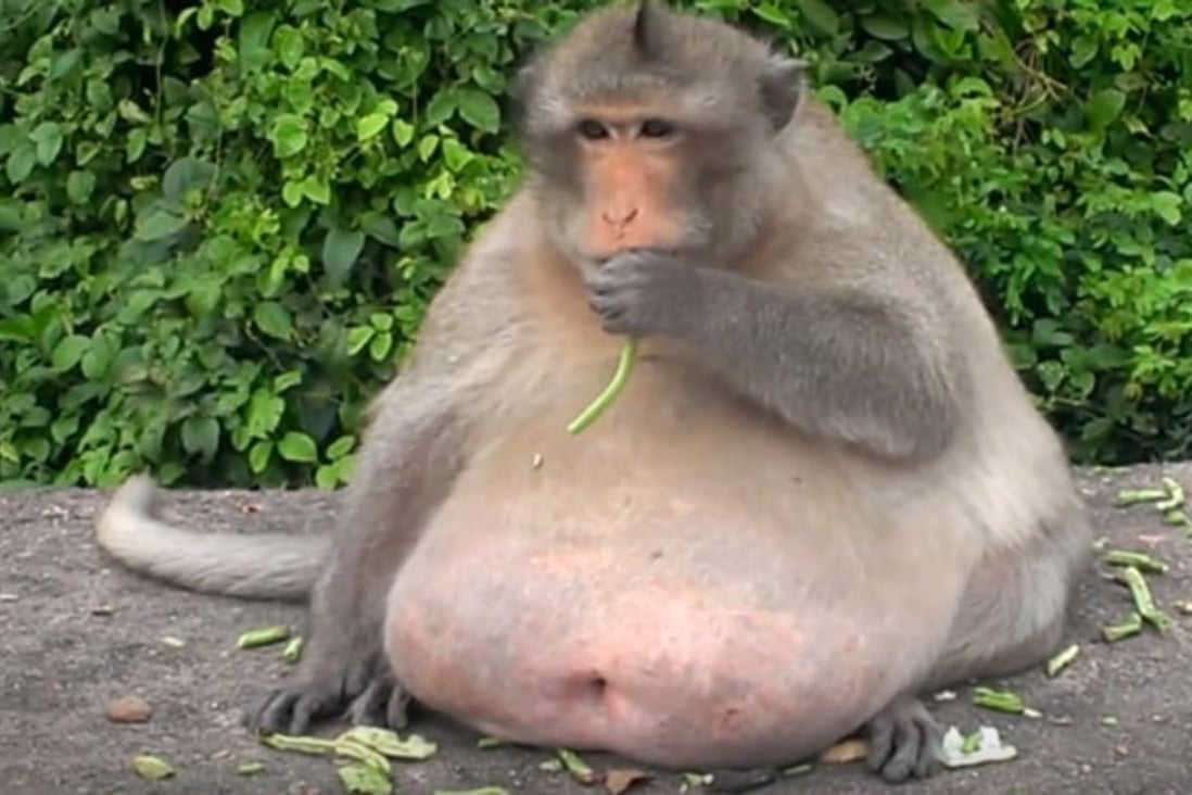 Meet ‘Uncle Fat’, the chunky monkey now on a crash diet after gorging on junk food | South China ...