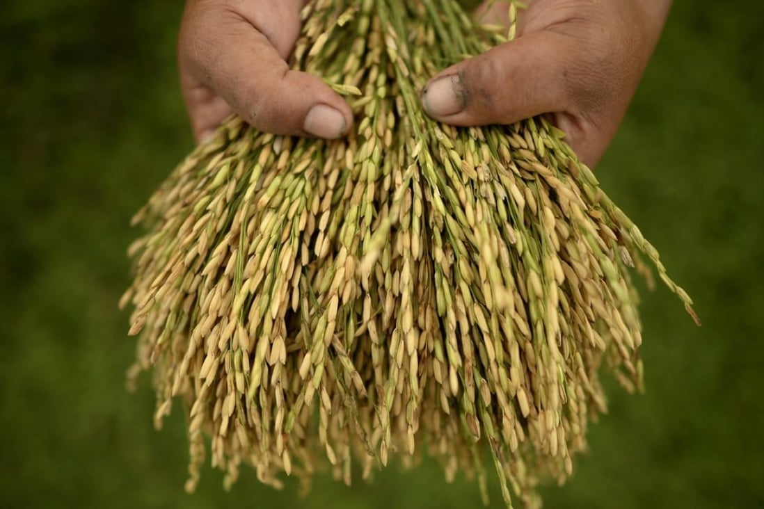 Philippines’ 300 heirloom rice varieties and their Hong Kong fans eager ...