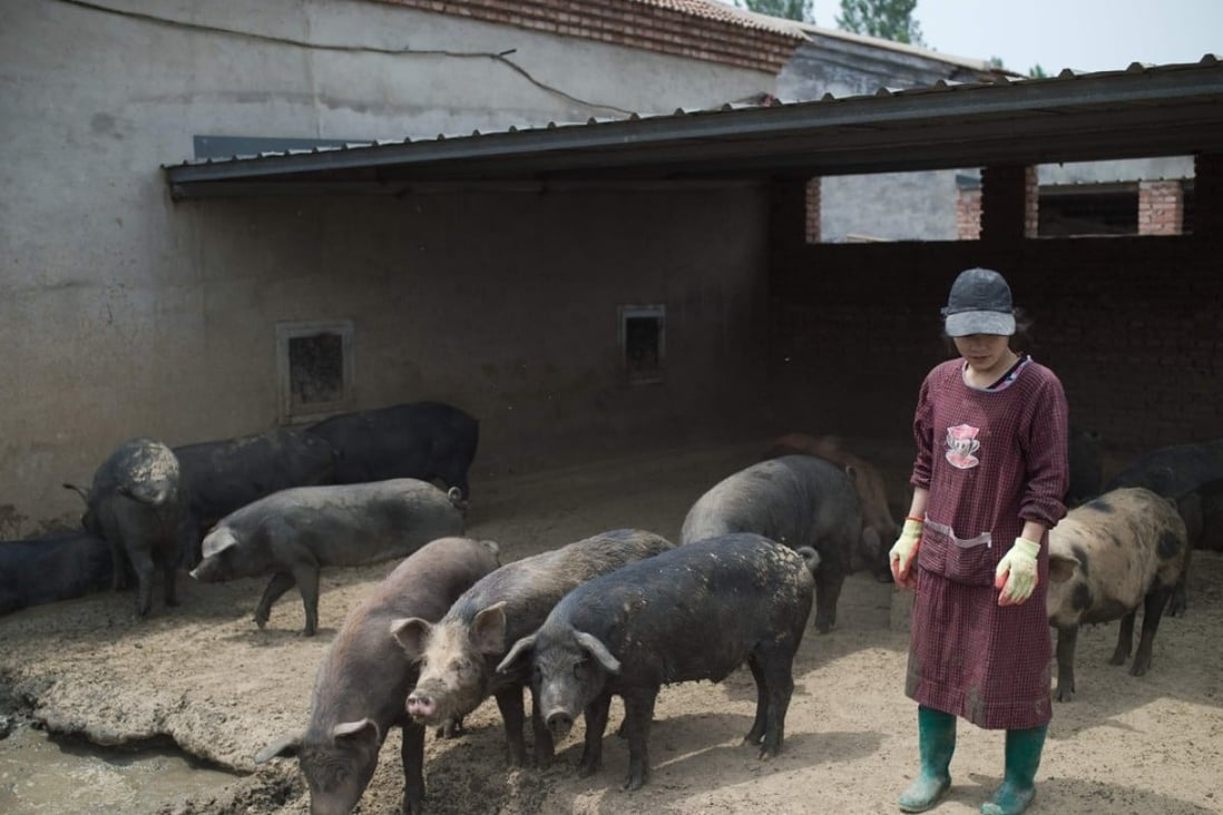 China’s 'backyard' pig farmers squeezed as sector scales up | South ...