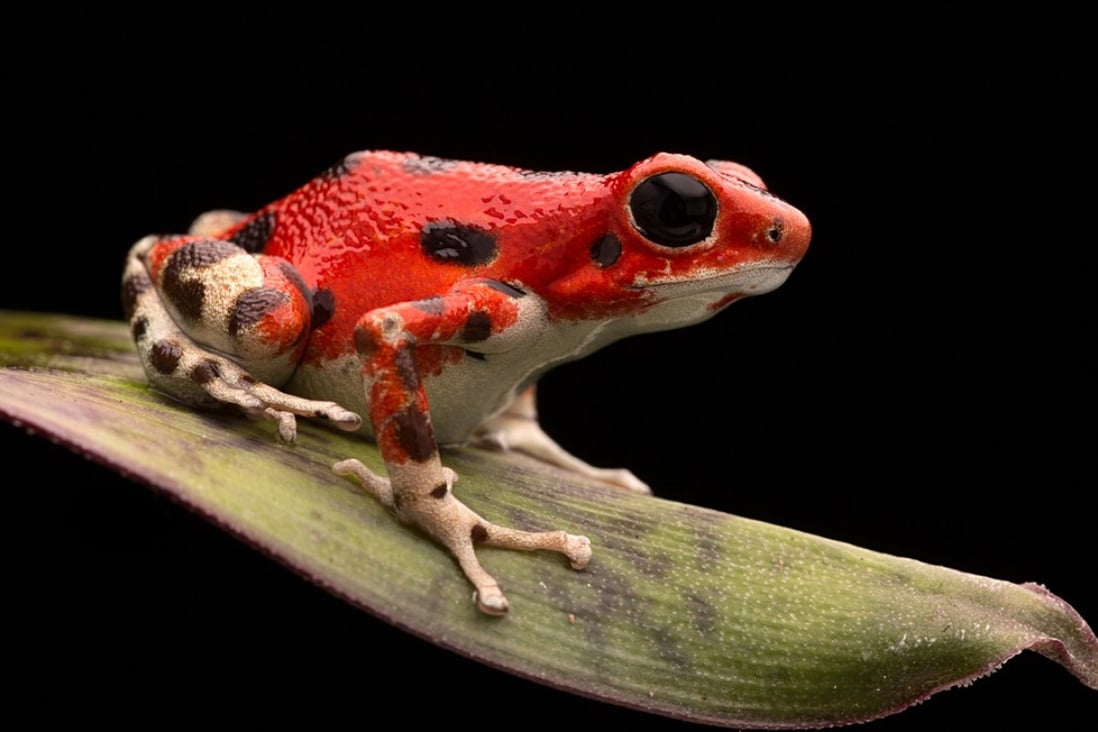 ‘Opportunist’ frogs flourished in wake of extinction of dinosaurs ...