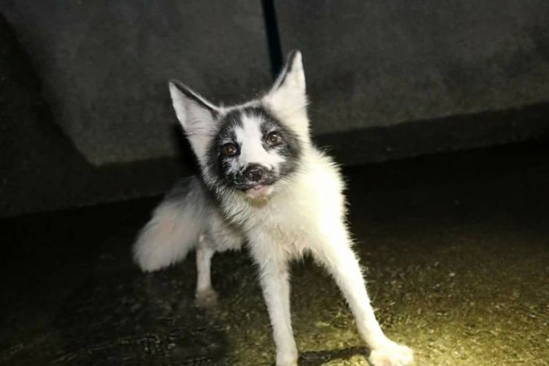 A long way from home: rare white fox found on Lantau hiking trail ...