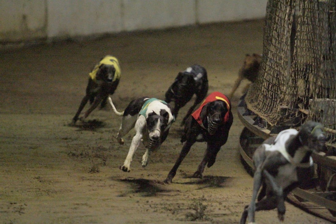 Final battle to save Macau’s exploited racing greyhounds | South China ...