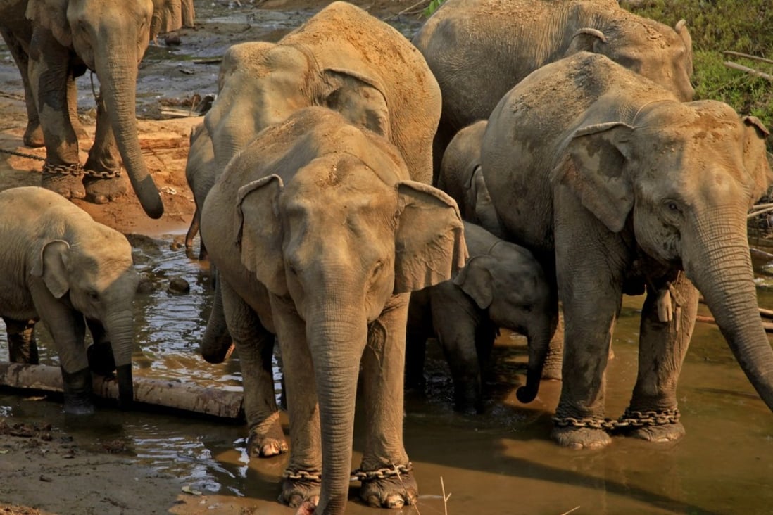 Myanmar is committed to looking after its elephant population | South ...