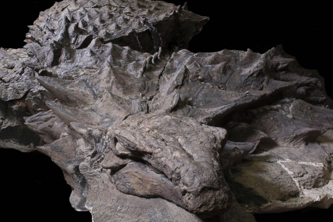 Magnificently preserved Canadian dinosaur gets a name and a backstory ...