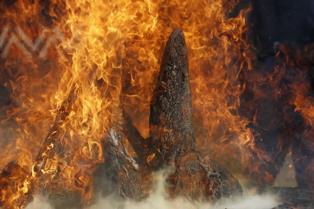 Czech zoo burns rhino horns worth US$2m, in protest against auction in ...