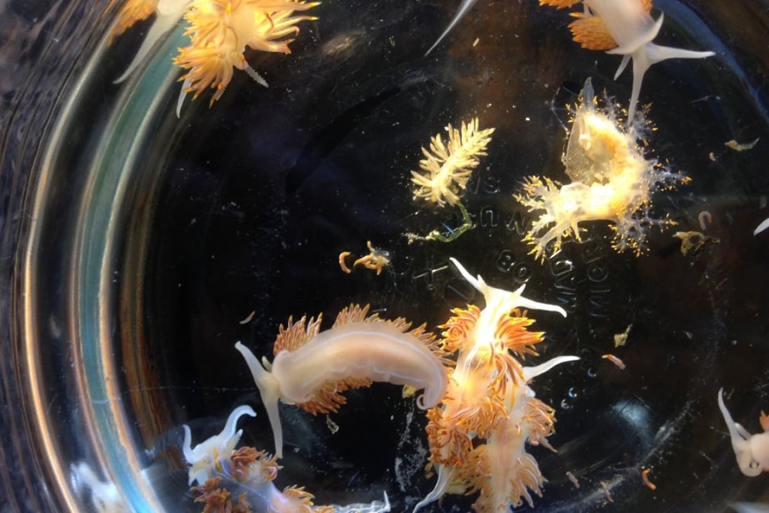 2011 tsunami carried a million Japanese sea creatures to US west coast ...