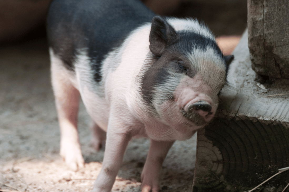 Beijing scientists have engineered a reduced-fat pig with 24 per cent ...