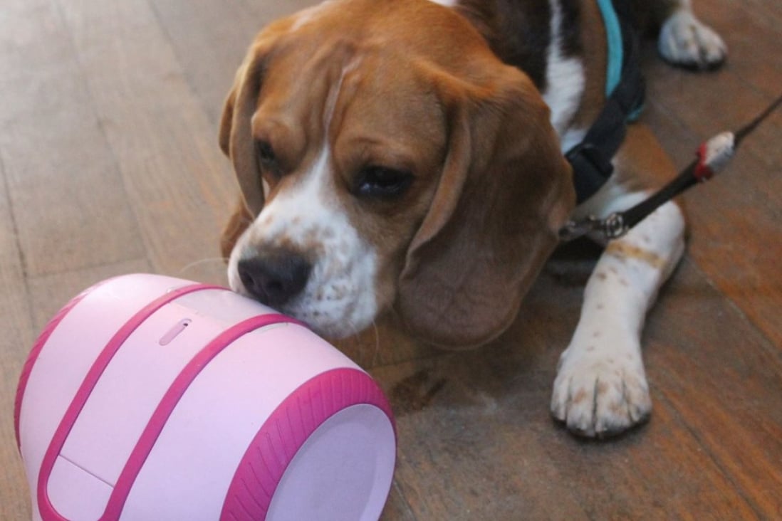 I’ll be doggone: walkie-talkie technology solves pet loneliness | South ...