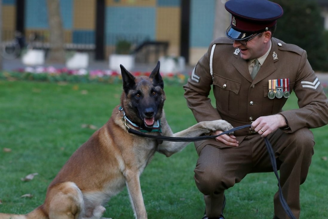 Britain military dog given medal for valour under fire in saving troops ...