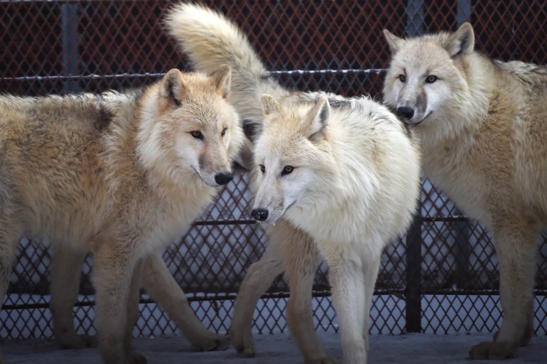 Arctic wolves to go on display at Chinese zoo | South China Morning Post