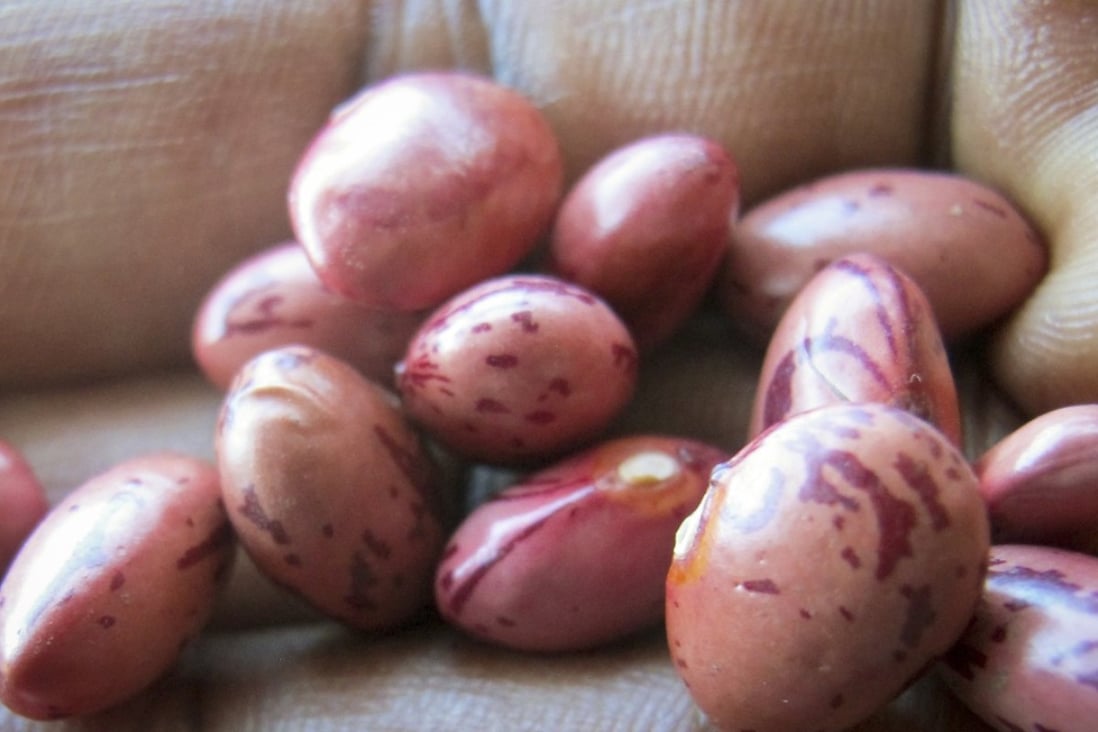 Seeds of revolution: these ‘super beans’ are transforming lives in ...