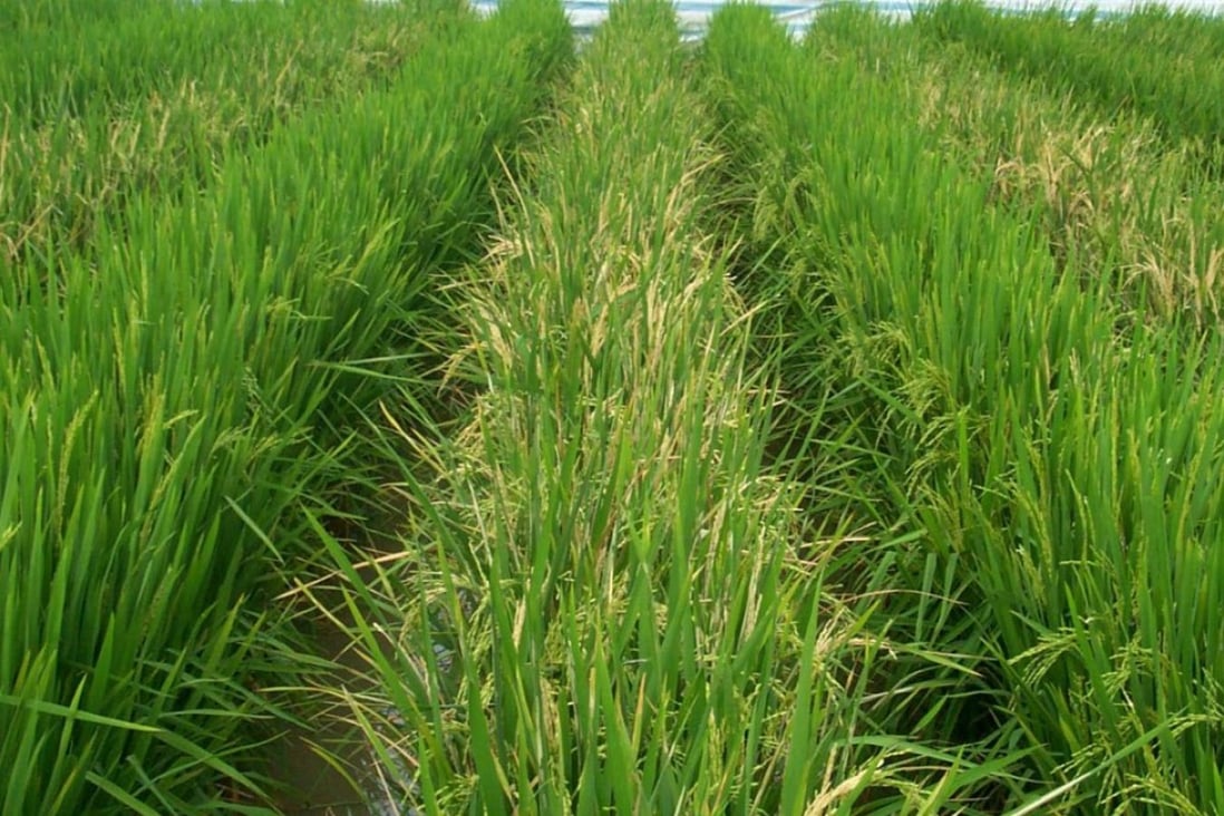 Experimental Chinese GM rice strain wins landmark US approval. But it’s ...