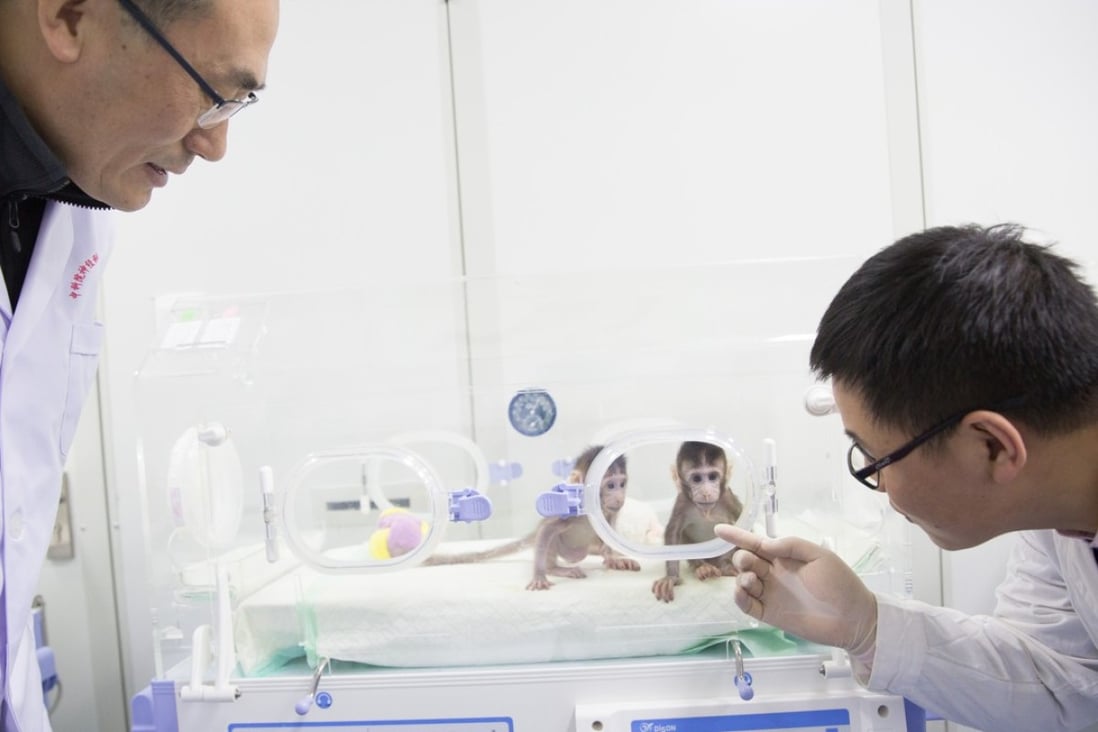 China’s success in cloning monkeys was a victory for hard work, not new ...