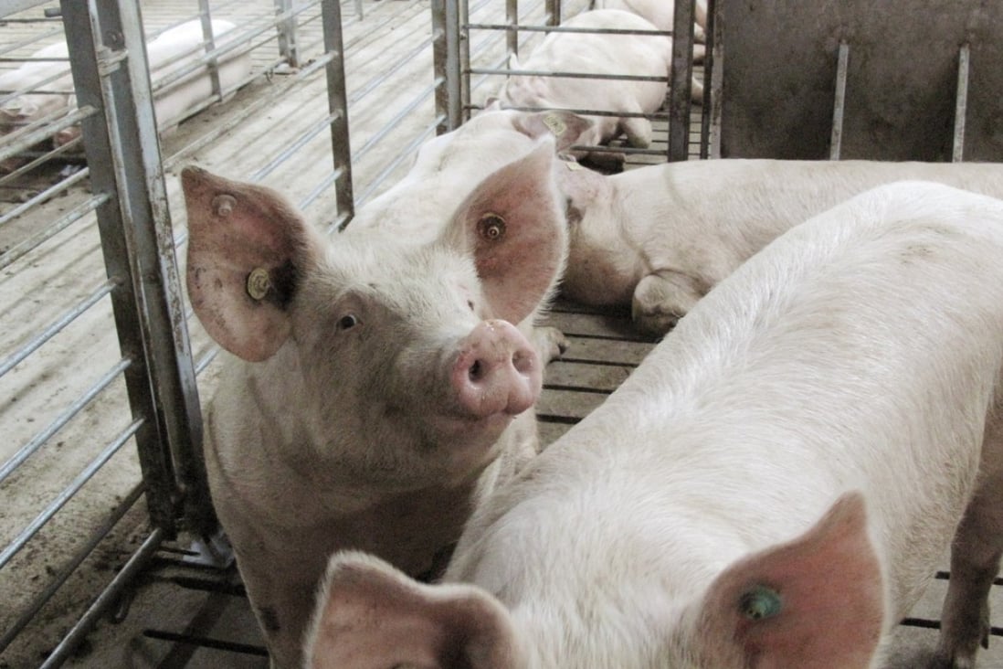 Inside the hi-tech megafarms transforming China’s pork production ...