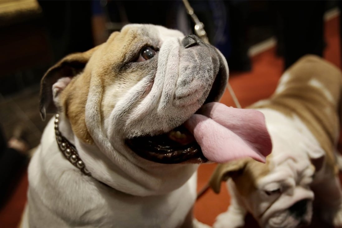 Dogs see the world very differently from human beings – here’s how it ...