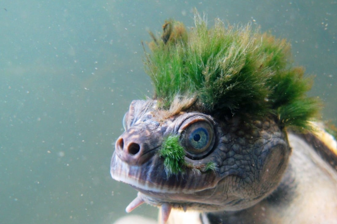 This Australian ‘punk turtle’ can breath through its genitals, once ...