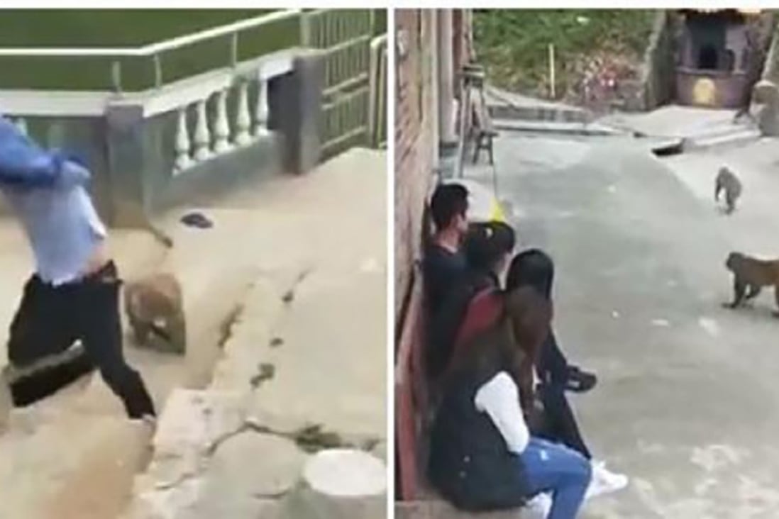 Wild monkey takes revenge on pushy Chinese tourist | South China ...