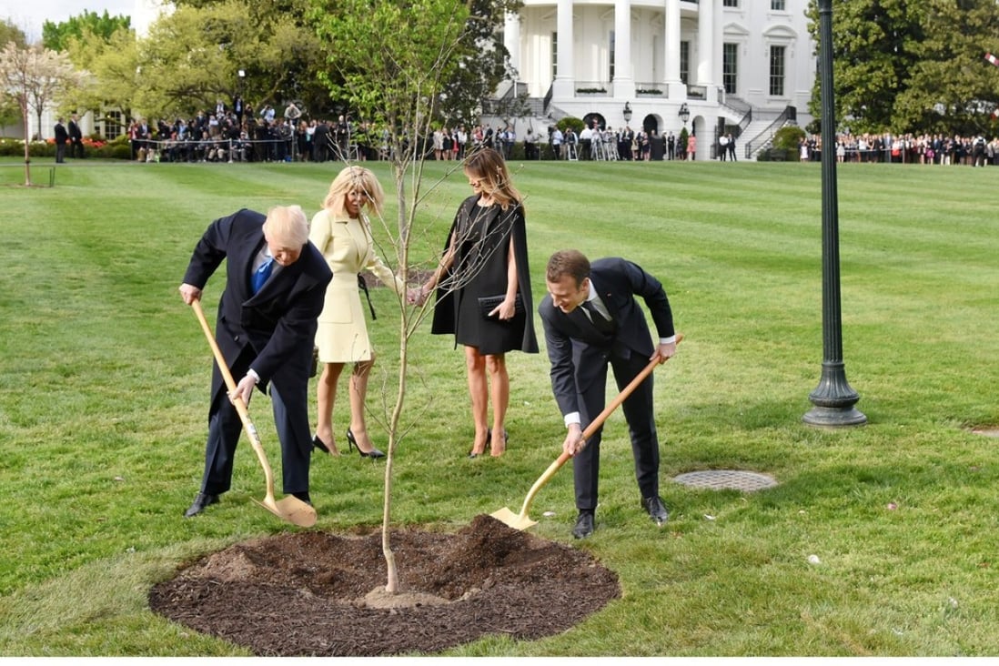 White House mystery solved: tree planted by Donald Trump and Emmanuel ...