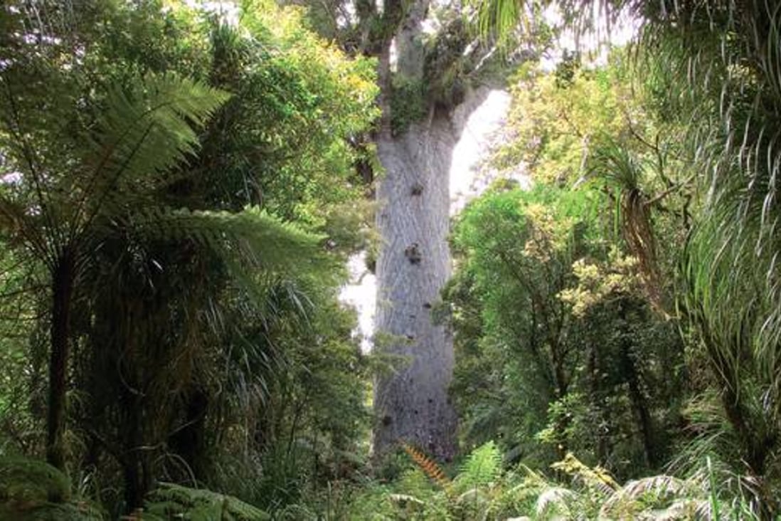 After 20 million years, New Zealand’s kauri trees are officially ...