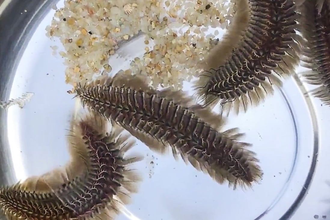 Fireworms with toxin-loaded bristles found on Hong Kong beaches as ...