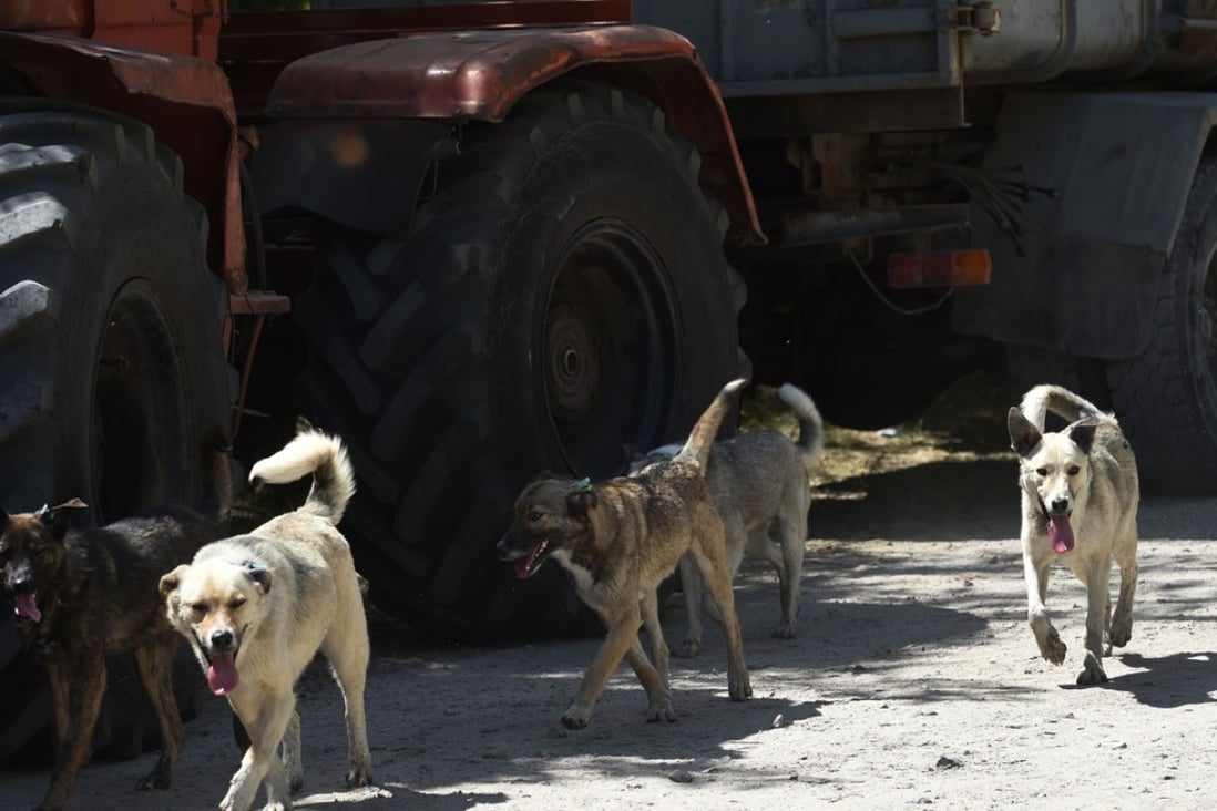 Atomic dogs: Chernobyl’s strays being groomed for new life in US ...