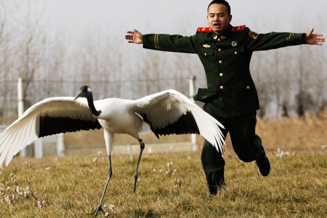 Cranes inspired Bruce Lee’s kung fu. Can they stretch to China’s ties ...
