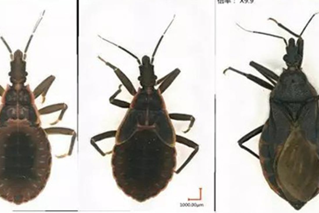 Reward offered for ‘kissing bugs’ after feared Chinese outbreak of ...