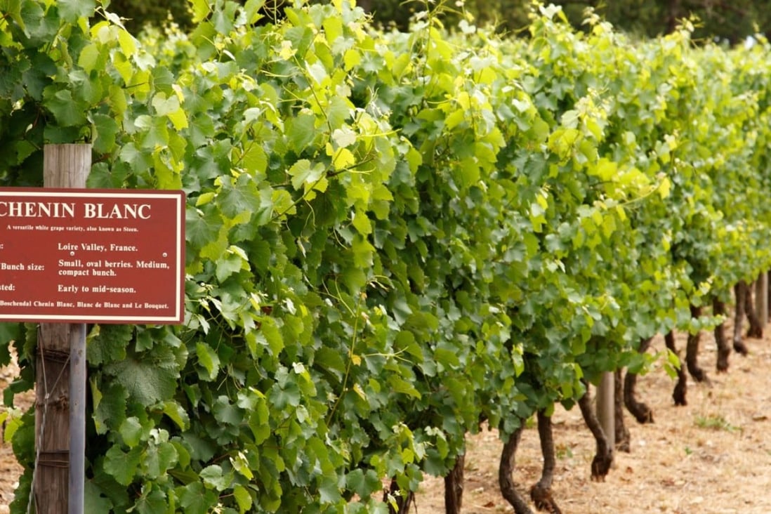 Three styles of chenin blanc, a diverse white wine with a difference ...