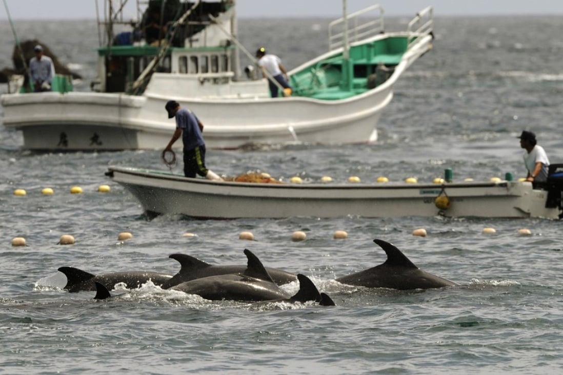 Whaling documentaries from Japan dispute ‘The Cove’ | South China ...