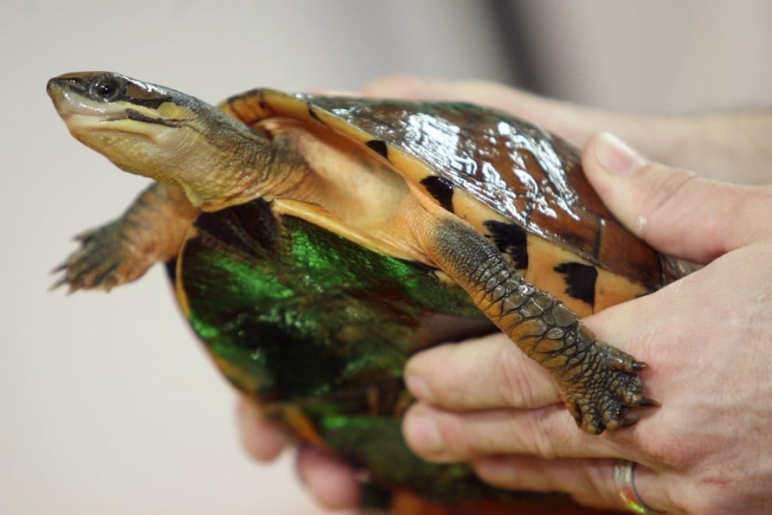 Calls to protect endangered golden coin turtle, sold in Hong Kong pet ...