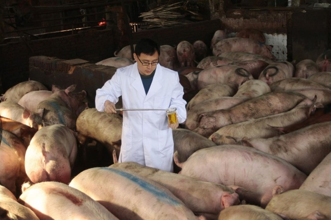 China’s US$128 billion pork industry is under threat by a deadly ...