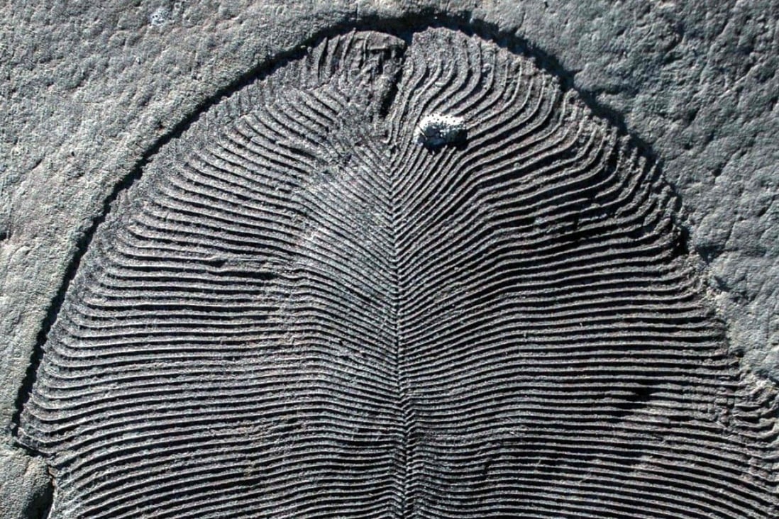 Fossilised fat reveals mysterious Dickinsonia blobs to be earliest ...