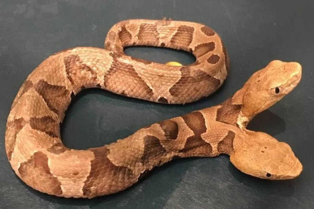 Rare two-headed venomous snake is like something out of a horror movie ...