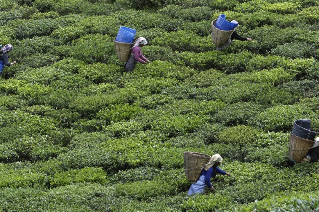 India’s ‘fully organic’ Sikkim state wins top UN-backed prize for its ...