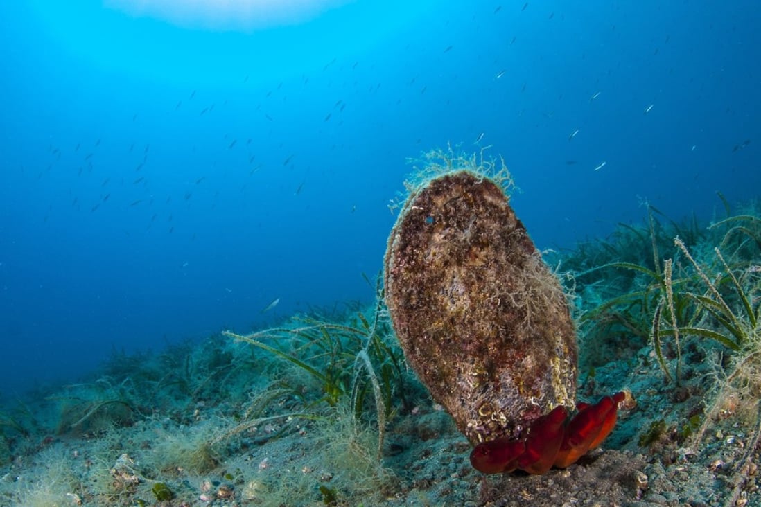 Mysterious microscopic parasites are massacring the Mediterranean’s ...