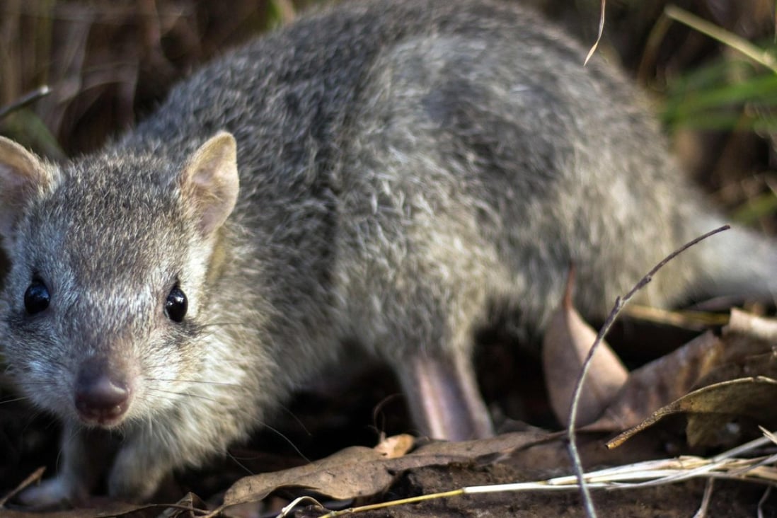 Australian ‘rat kangaroo’ is the size of a rabbit and lives on truffles ...