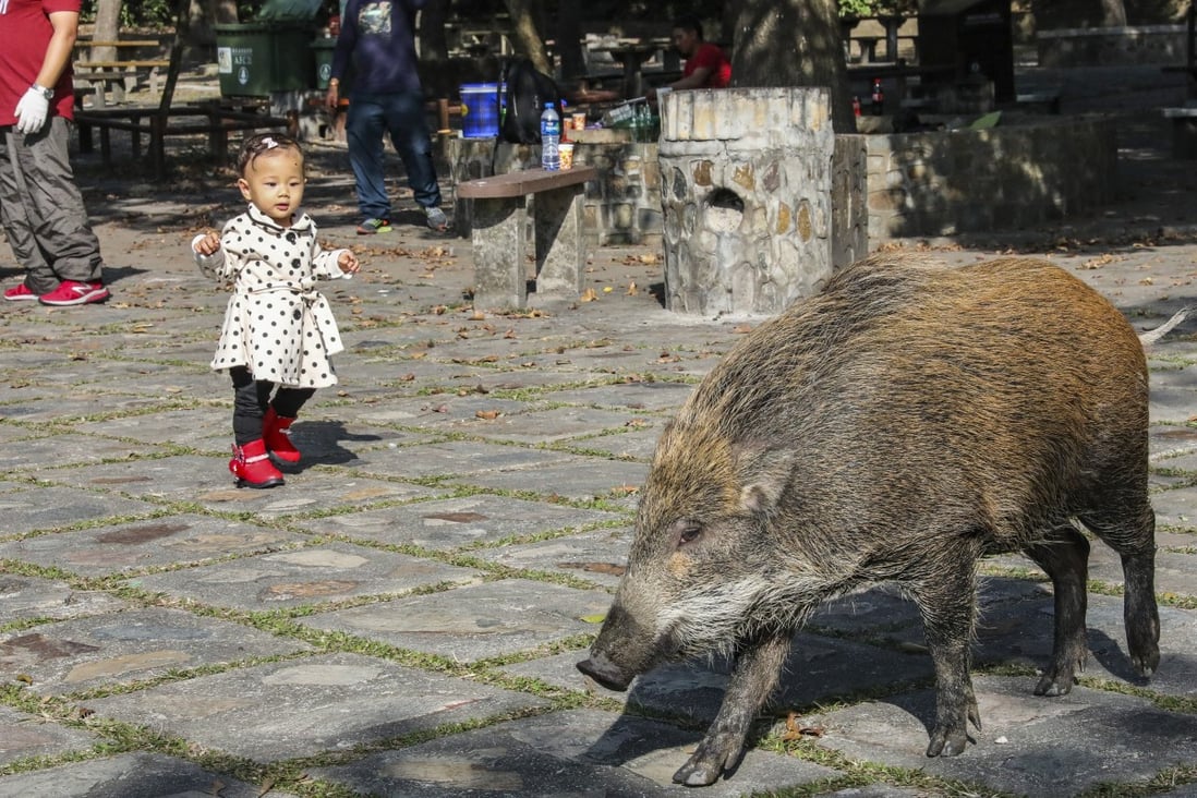 More aggressive wild boars may be put down, says Hong Kong agriculture ...