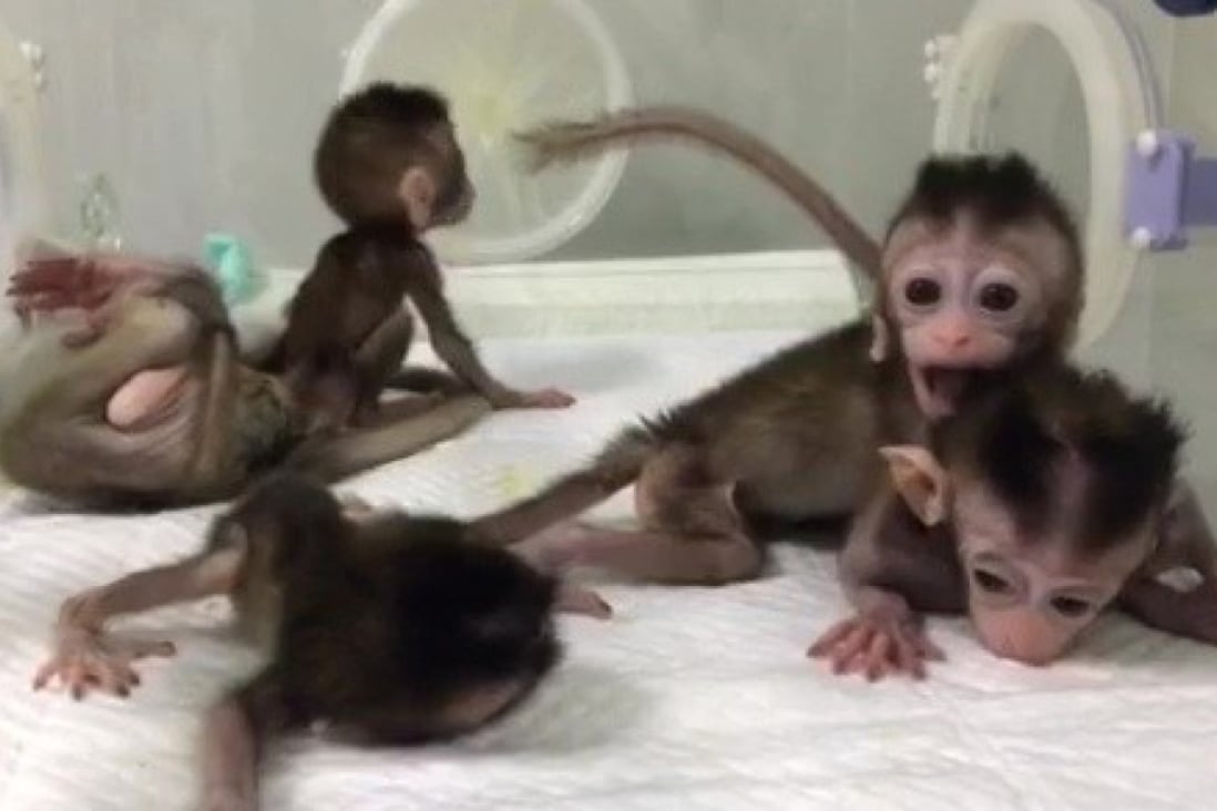 Chinese scientists clone five baby monkeys after editing genes to ...