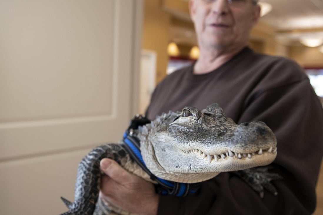 How Wally the emotional support alligator helps this Pennsylvania man’s ...
