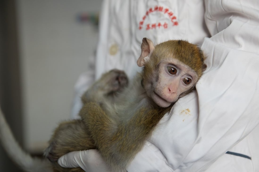 China has tweaked genes to create five mad monkeys. Is that ethical ...