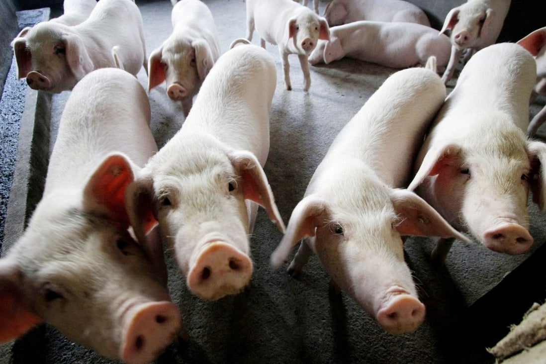 Bring home the bacon: why China should protect its high-fat pig breeds ...