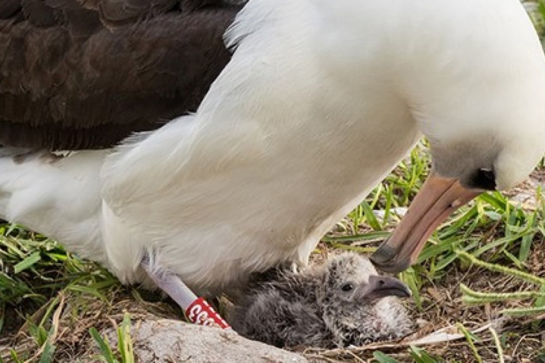 Wisdom the albatross, world’s oldest wild bird, is a mother again at 68 ...