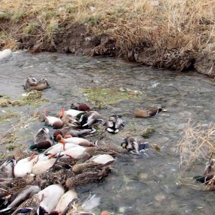 Over 1,000 deads ducks found in Sichuan river | South China Morning Post