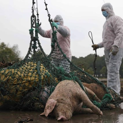 Floating dead pigs resurface in China rivers | South China Morning Post