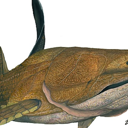 Fossil fish find in Yunnan fills in evolutionary picture | South China ...