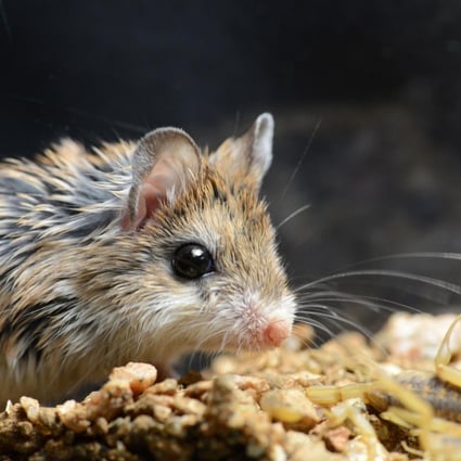 Wild mice and scorpions offer drugs firms hint of ways to manage pain ...