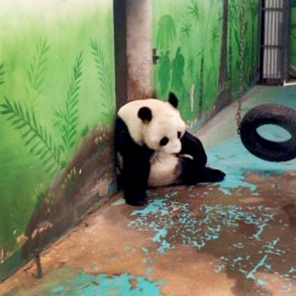 ‘Cover-up’ of Henan panda's death casts suspicion on zoo | South China ...