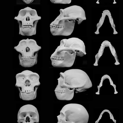 Human face shaped by violence, US researchers suggest | South China ...